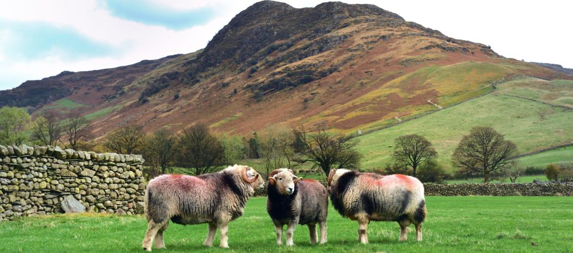 Inheritance tax planning for farmers following Autumn Budget ...